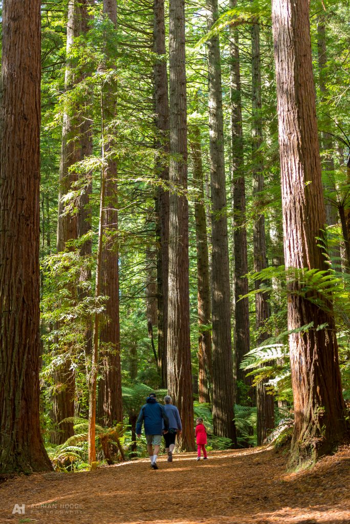 Redwoods Walk - Adrian Hodge Photography