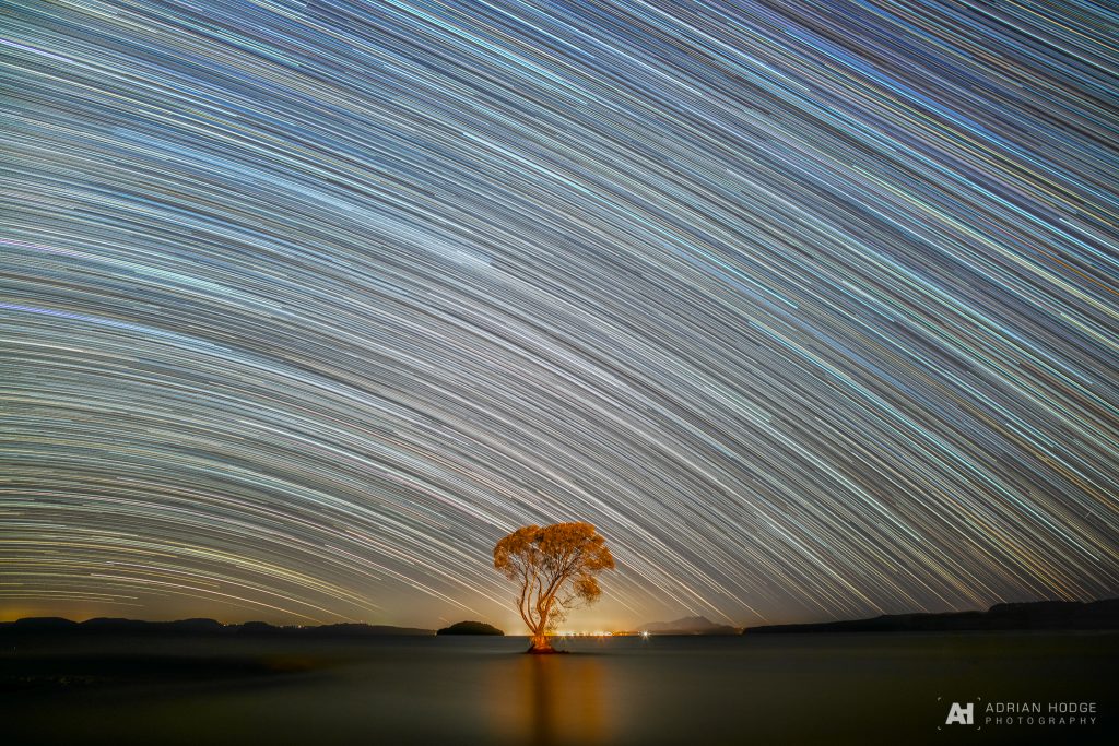 That Taupo Tree - Adrian Hodge Photography